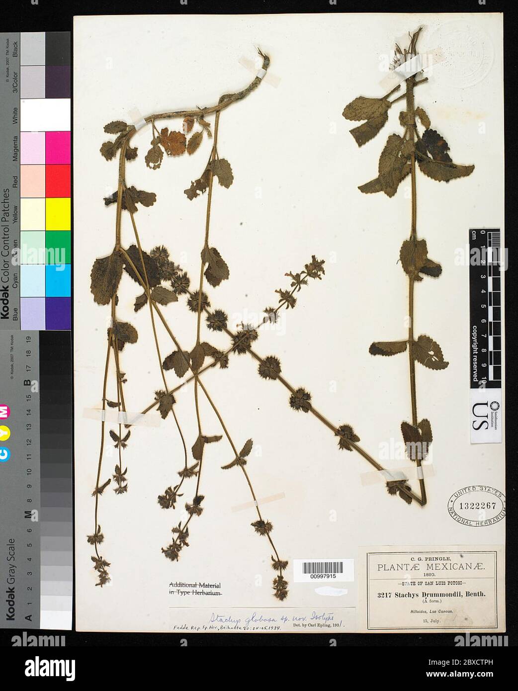 Stachys globosa Epling Stachys globosa Epling Stock Photo - Alamy