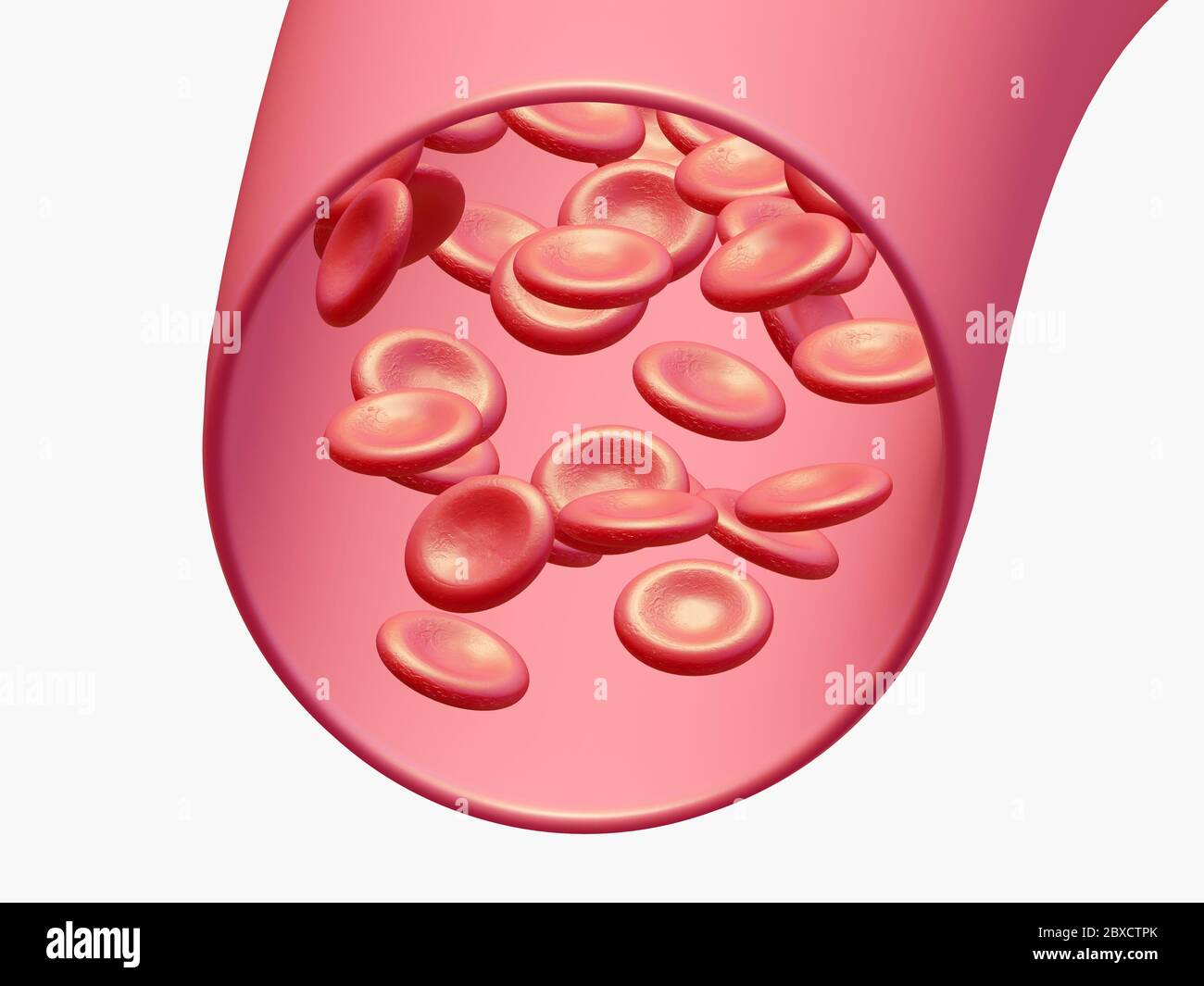 healthy red blood cells in a blood vessel. 3d illustration Stock Photo ...