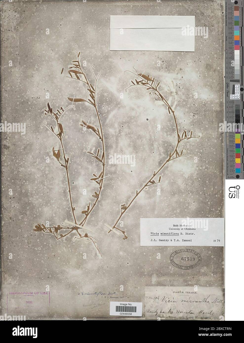 Vicia minutiflora D Dietr Vicia minutiflora D Dietr Stock Photo - Alamy