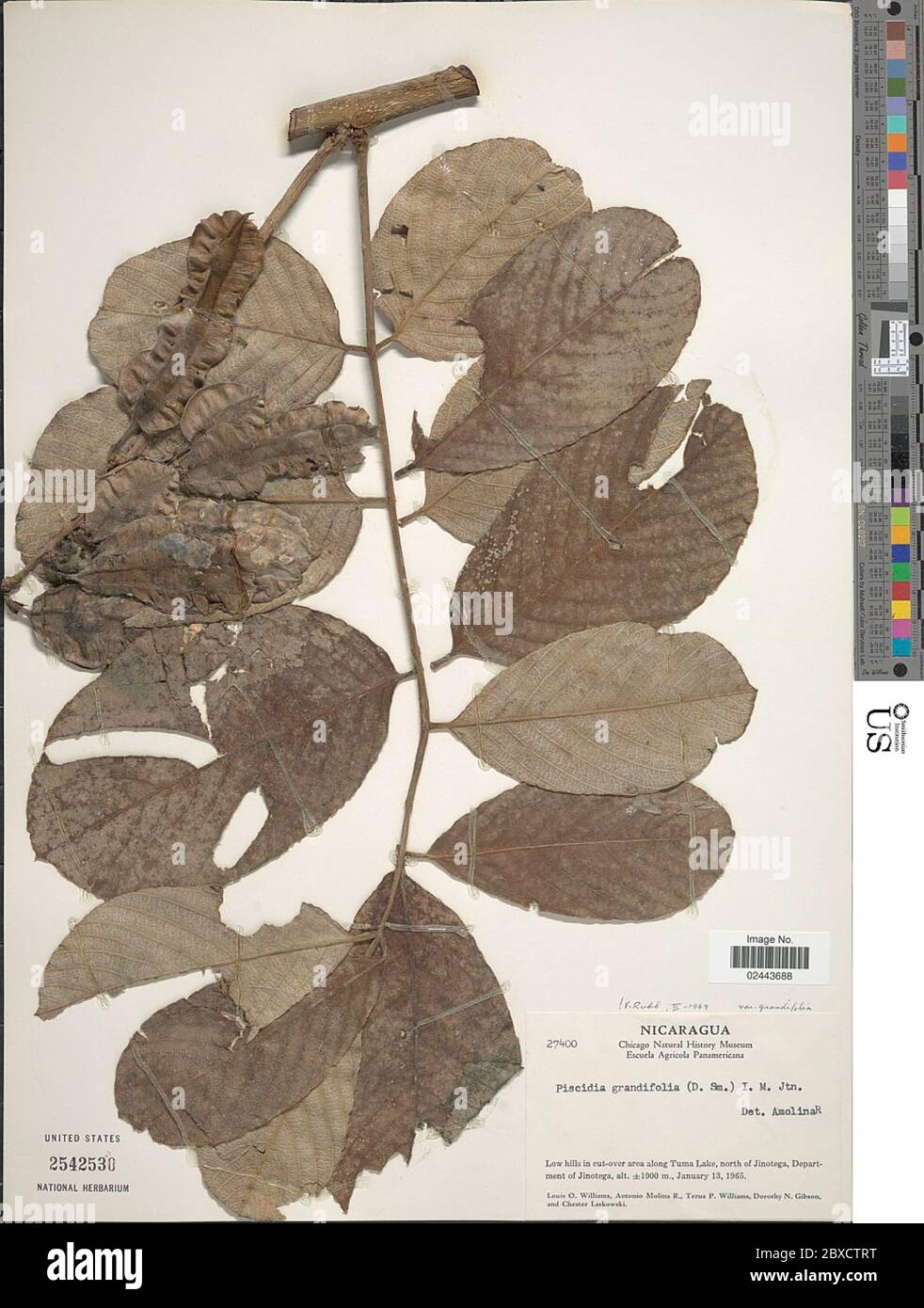 Piscidia hi-res stock photography and images - Alamy