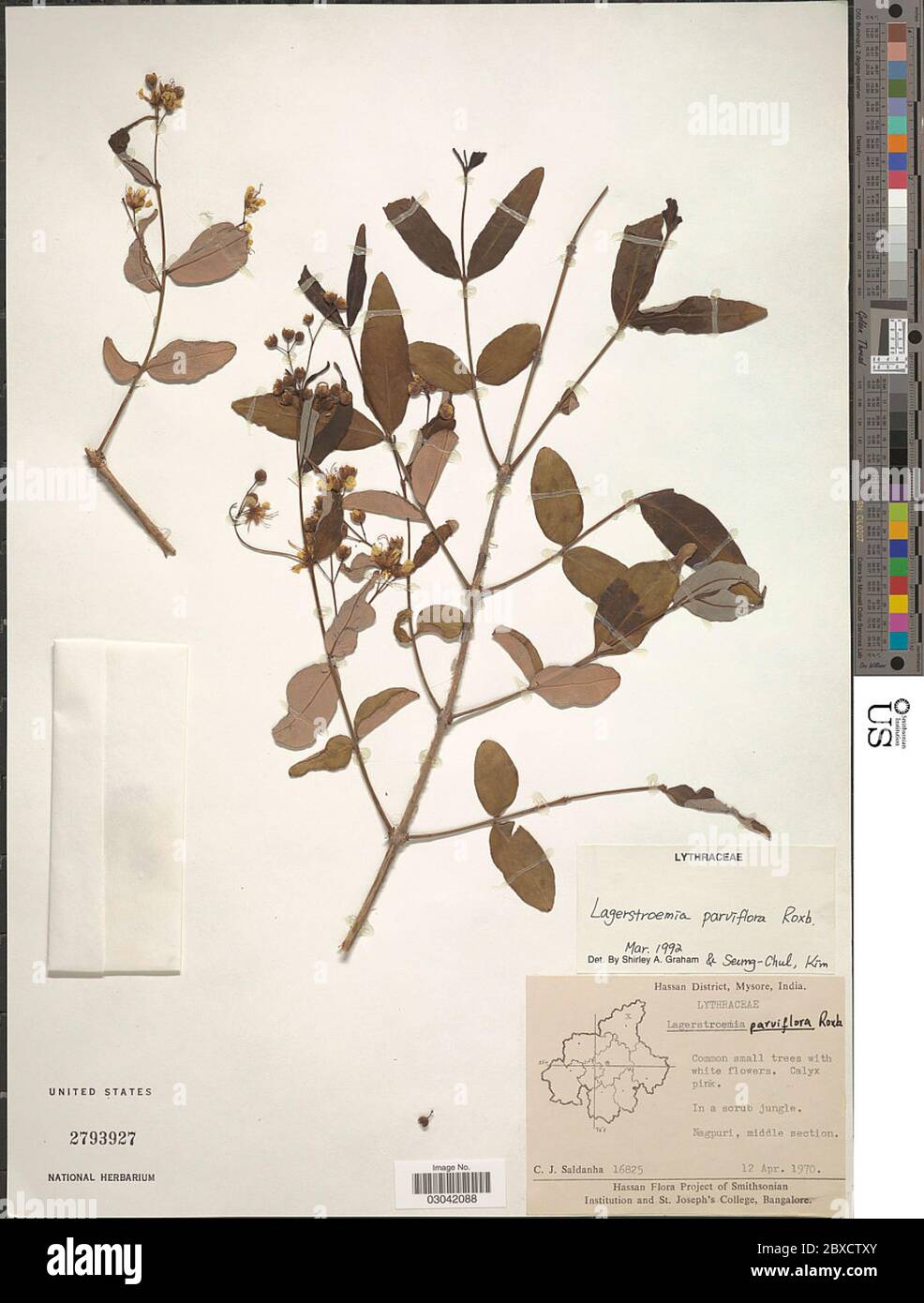 Lagerstroemia parviflora Roxb Lagerstroemia parviflora Roxb Stock Photo ...