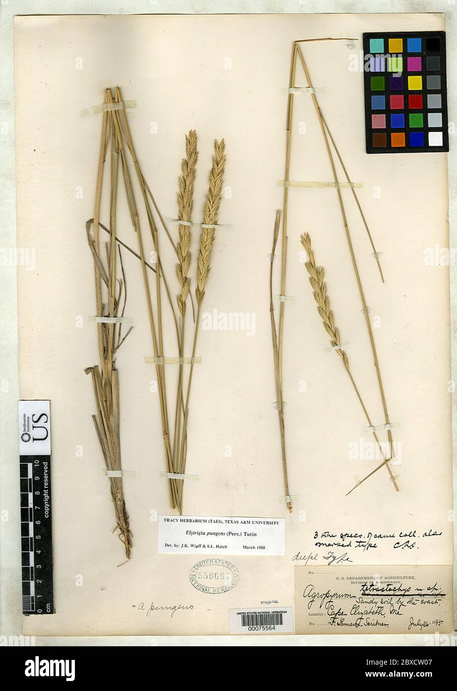 Scribn hi-res stock photography and images - Alamy