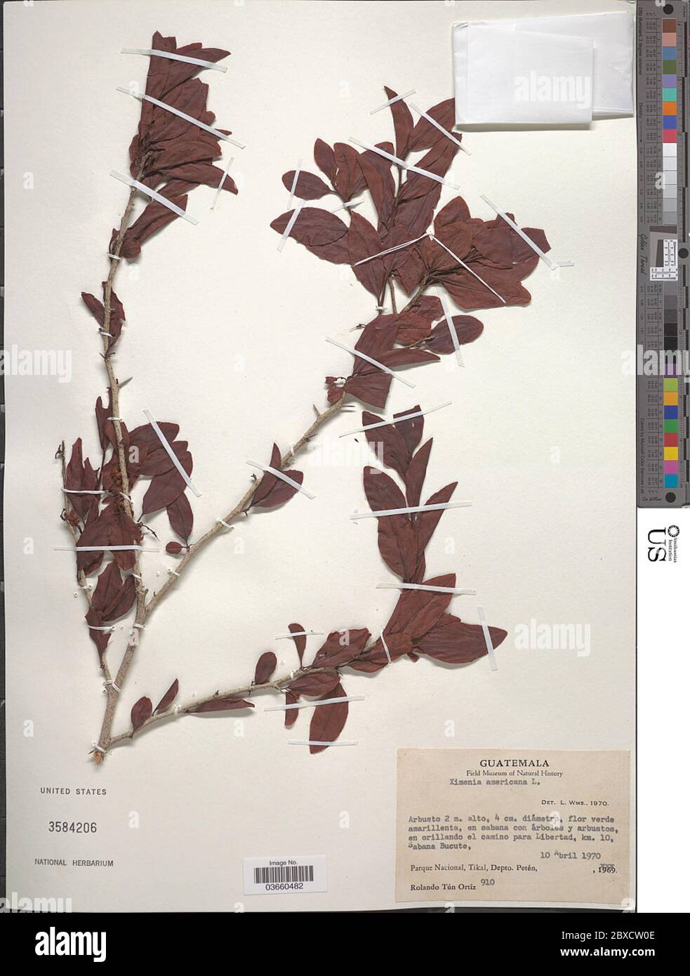 Ximenia americana hi-res stock photography and images - Alamy