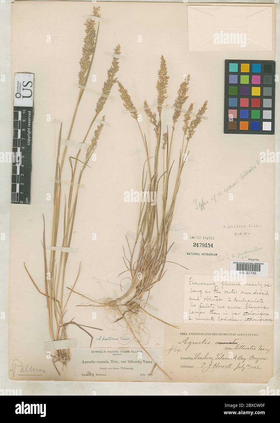 Agrostis exarata hi-res stock photography and images - Alamy