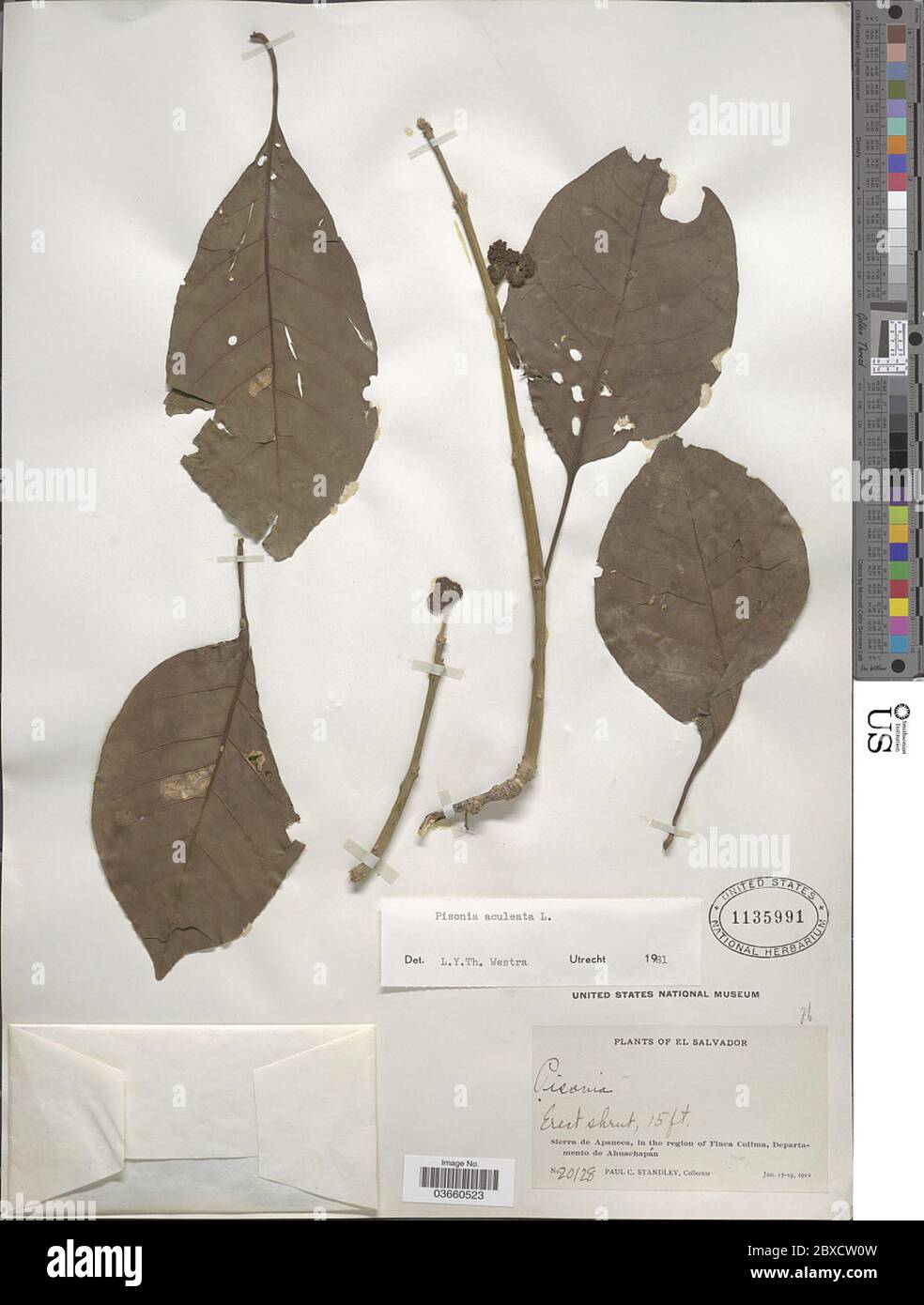 Pisonia aculeata L Pisonia aculeata L Stock Photo - Alamy