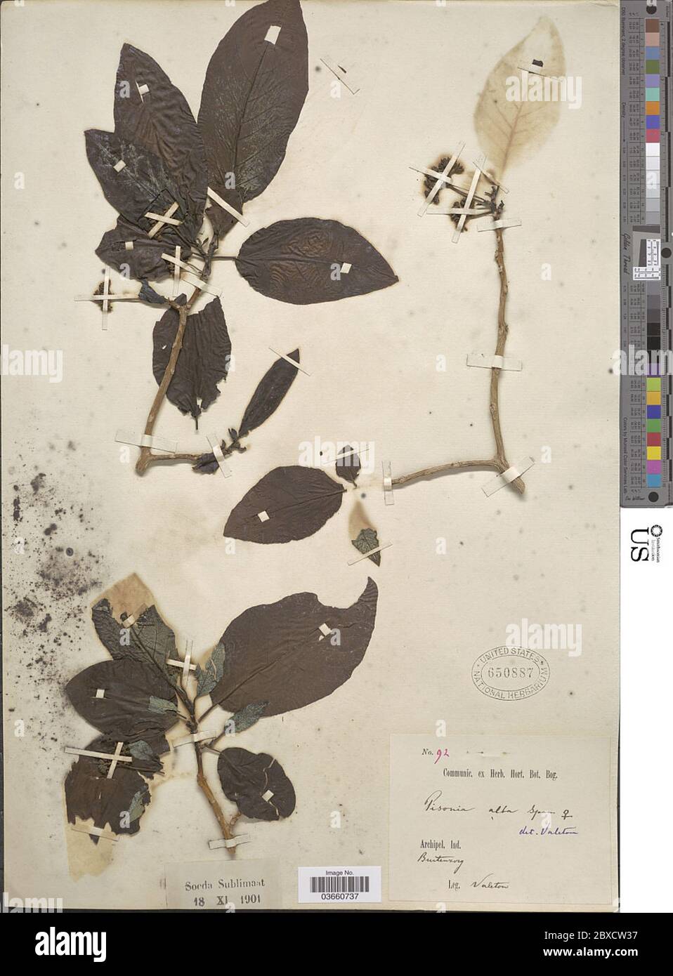 Pisonia alba Spanoghe Pisonia alba Spanoghe Stock Photo - Alamy