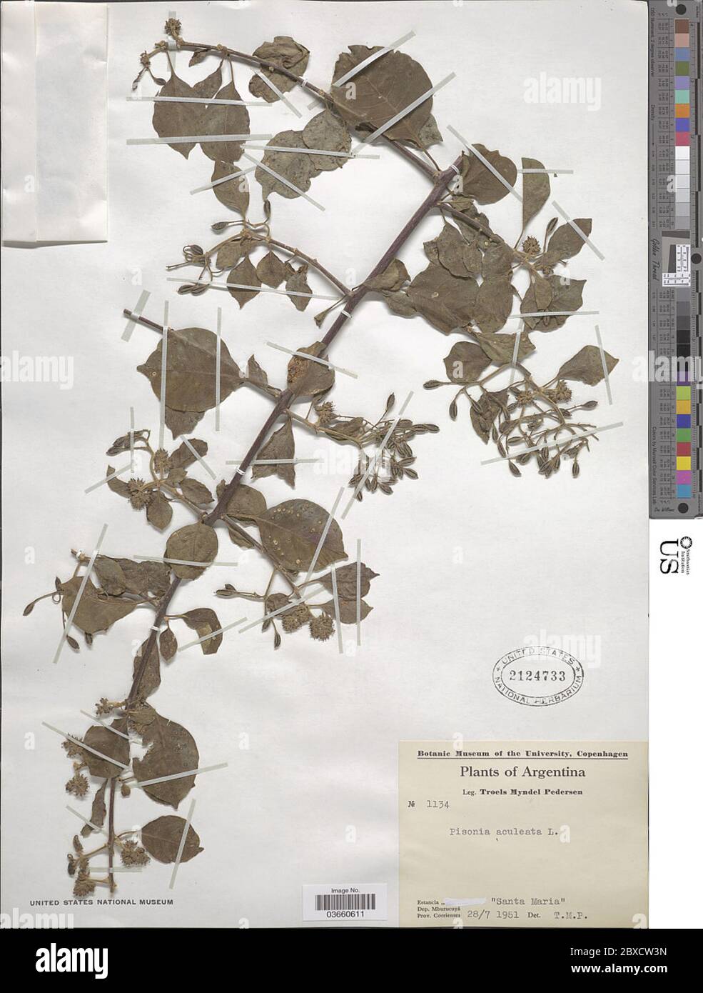 Pisonia aculeata L Pisonia aculeata L Stock Photo - Alamy