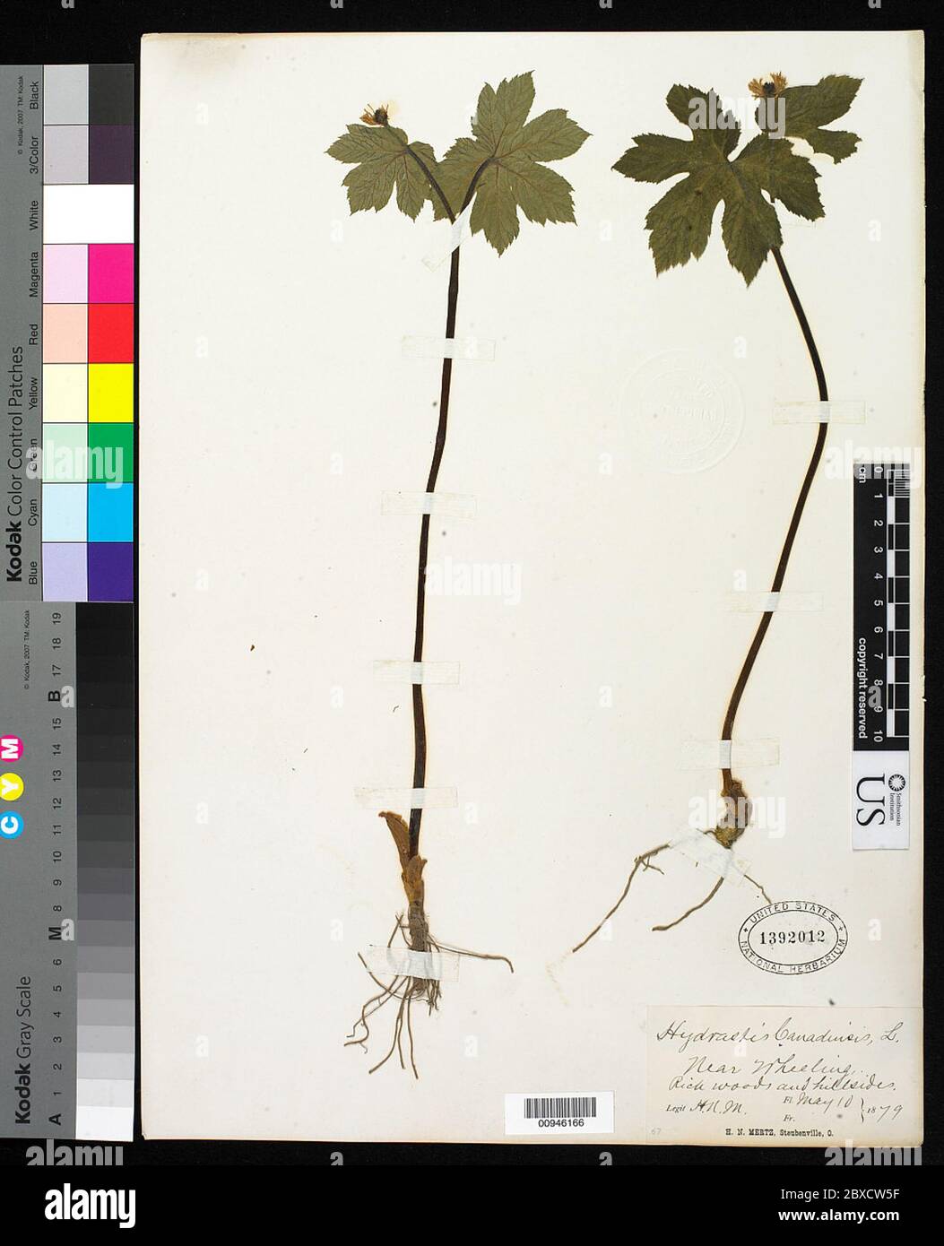 Hydrastis canadensis L Hydrastis canadensis L Stock Photo - Alamy