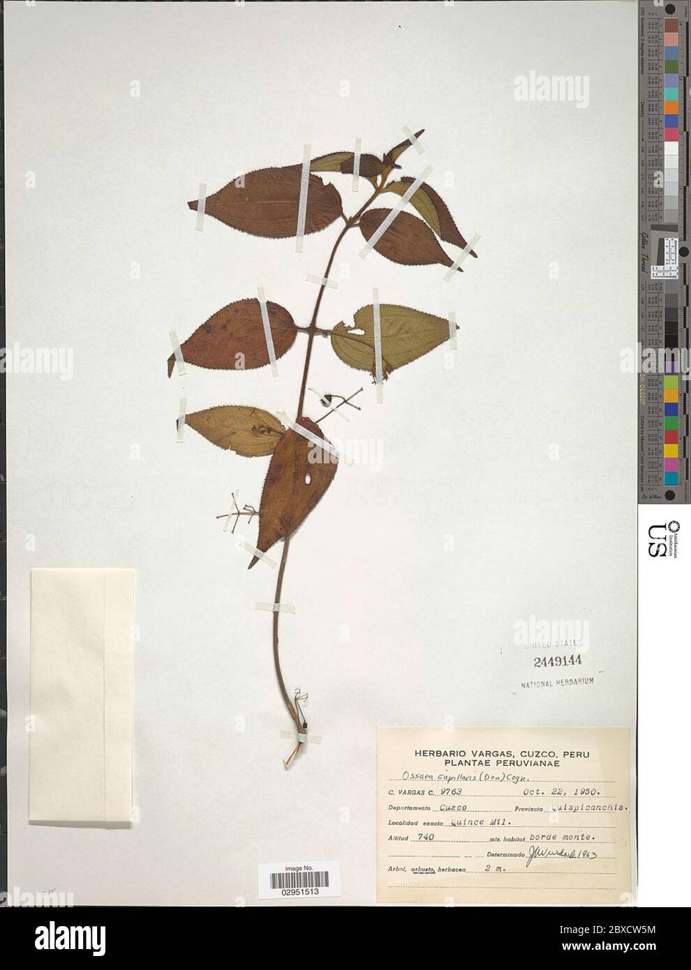 Ossaea capillaris D Don Cogn Ossaea capillaris D Don Cogn Stock Photo ...