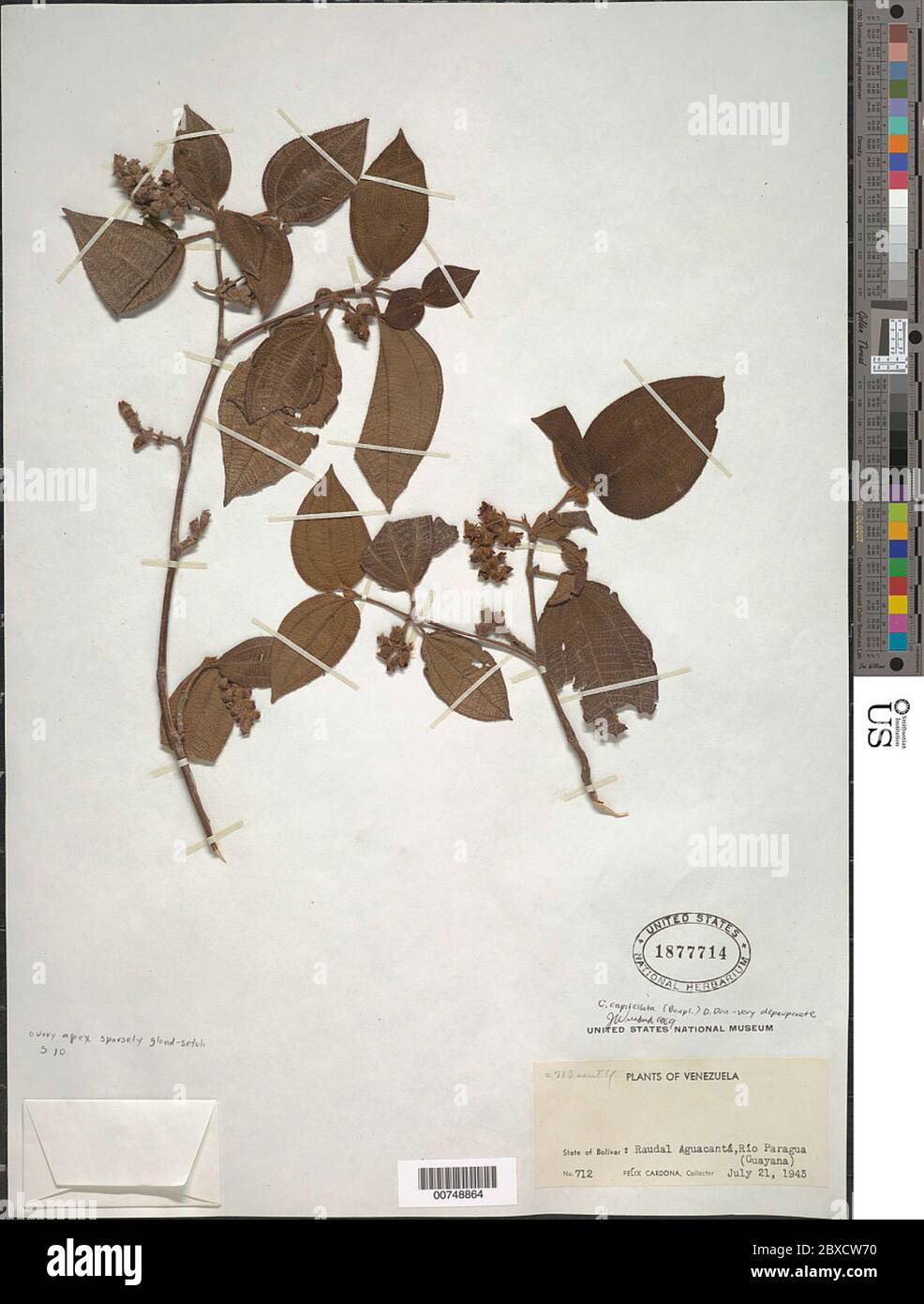 Capitellata hi-res stock photography and images - Alamy