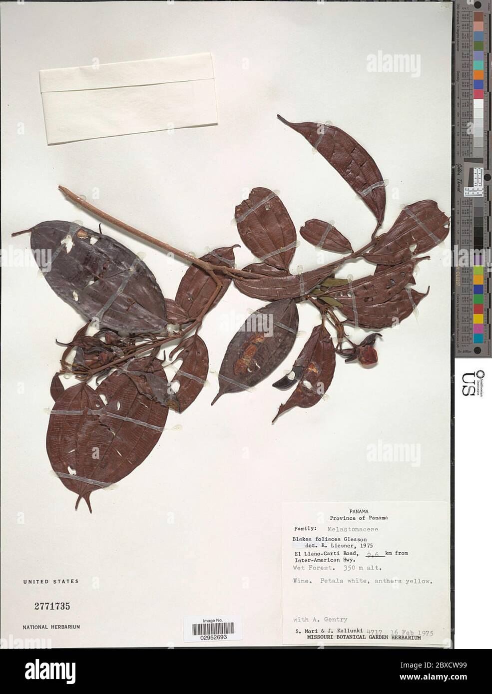 Blakea foliacea Gleason Blakea foliacea Gleason Stock Photo - Alamy