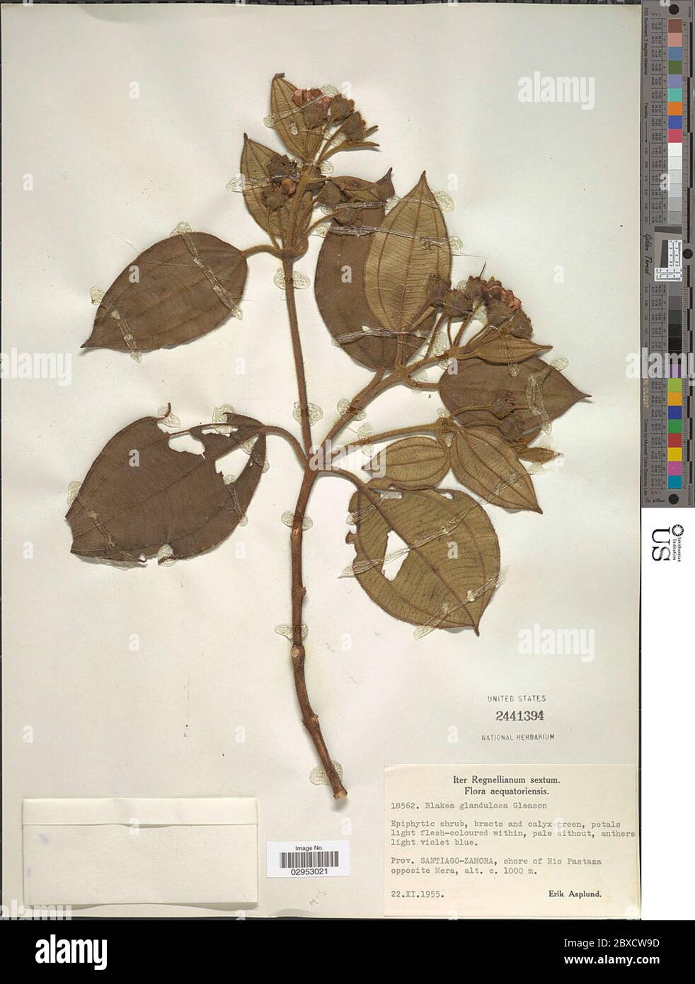 Blakea glandulosa Gleason Blakea glandulosa Gleason Stock Photo - Alamy