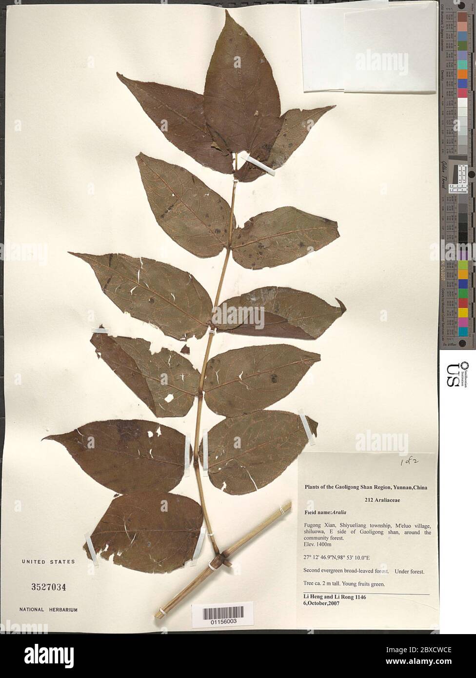 Aralia sp hi-res stock photography and images - Alamy