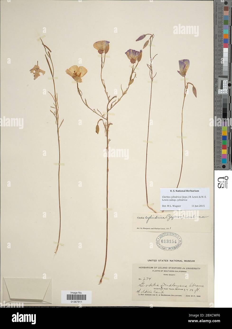 Clarkia cylindrica subsp cylindrica Jeps F H Lewis MR Lewis Stock Photo ...