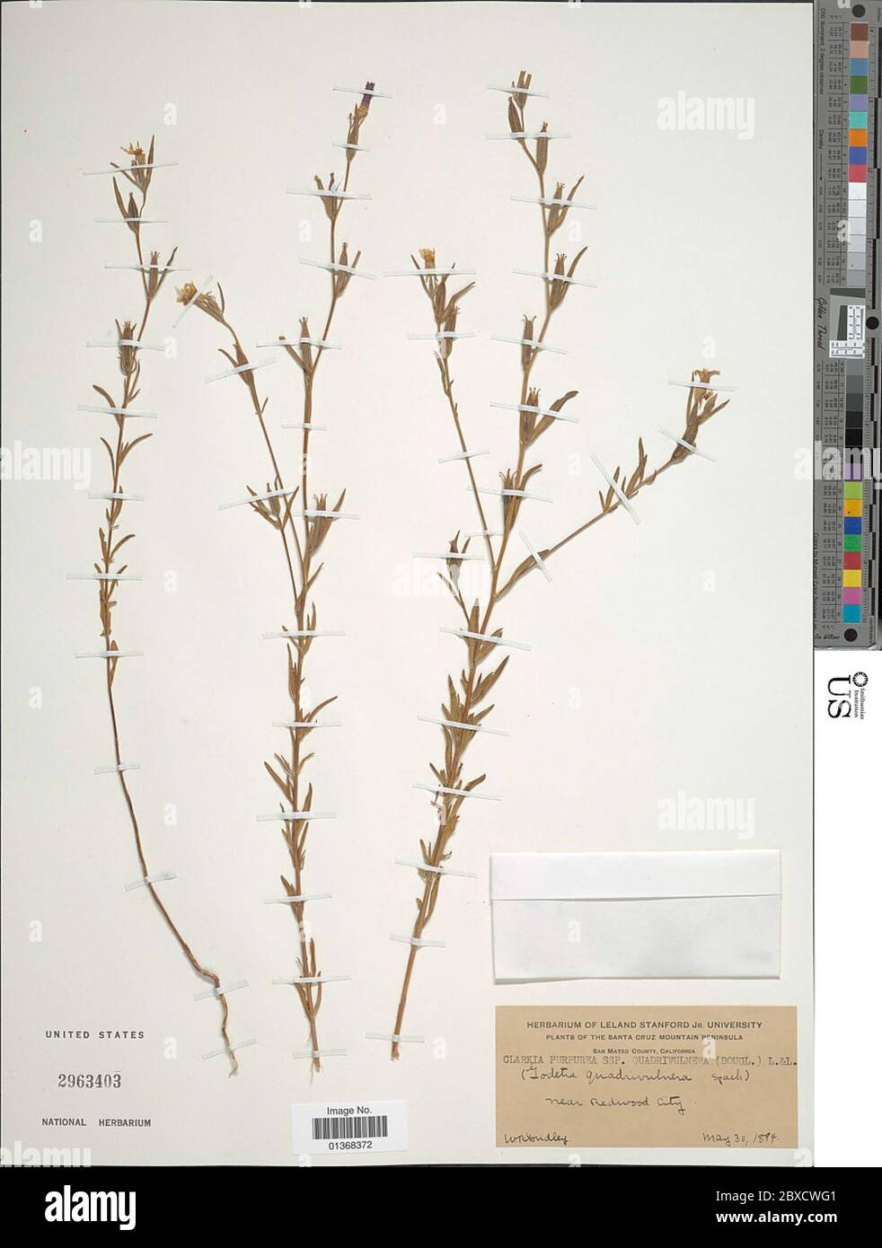 Clarkia purpurea subsp quadrivulnera hi-res stock photography and ...