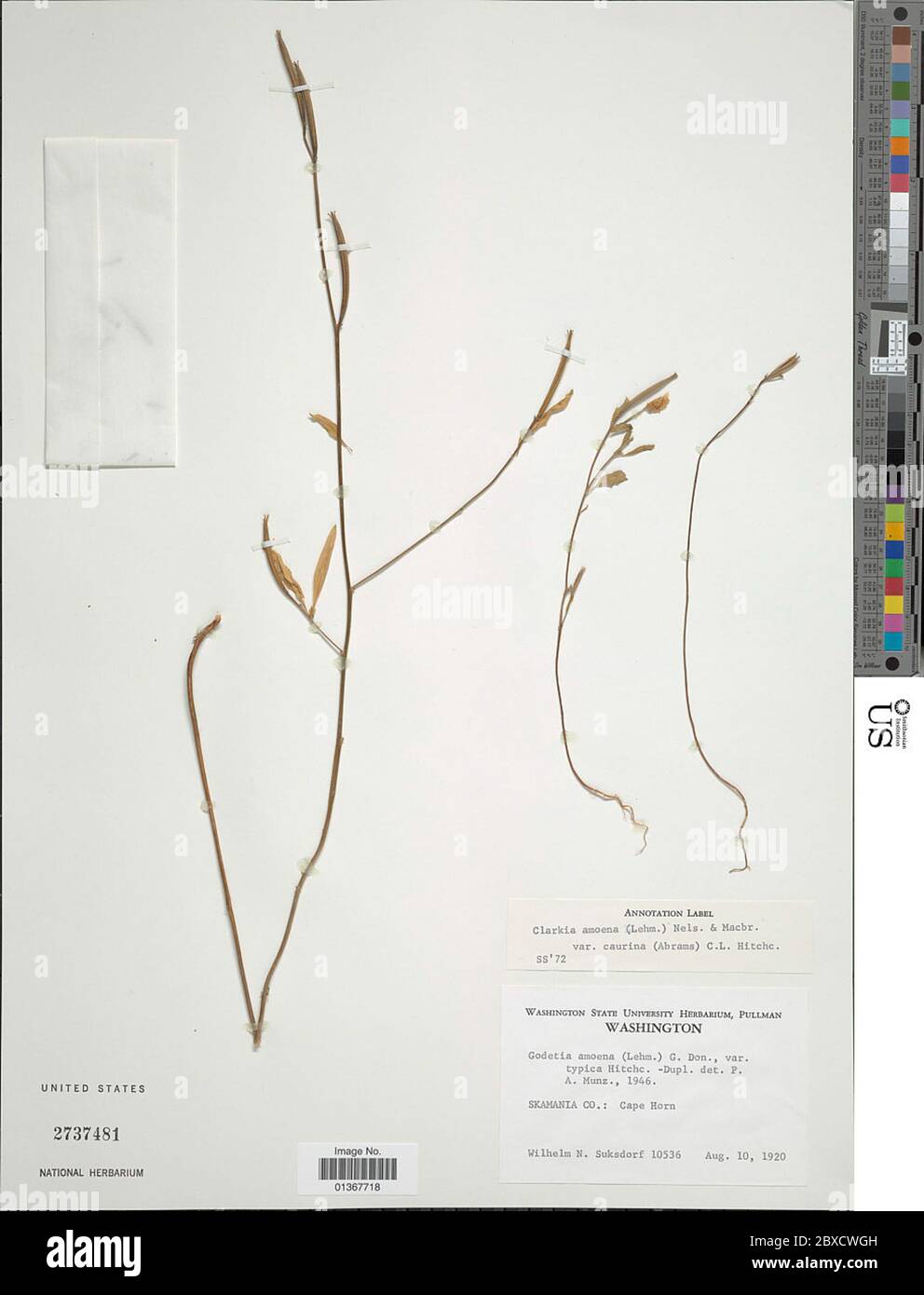 Clarkia amoena subsp caurina Abrams F H Lewis ME Lewis Stock Photo - Alamy
