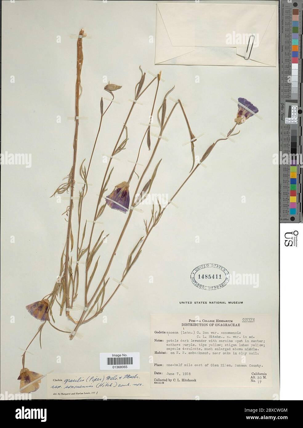 Clarkia gracilis subsp sonomensis CL Hitchc F H Lewis ME Lewis Stock ...