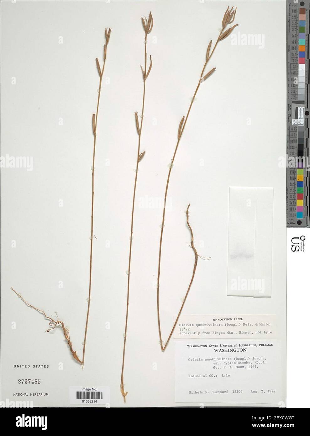 Clarkia pulchella Pursh Clarkia pulchella Pursh Stock Photo - Alamy