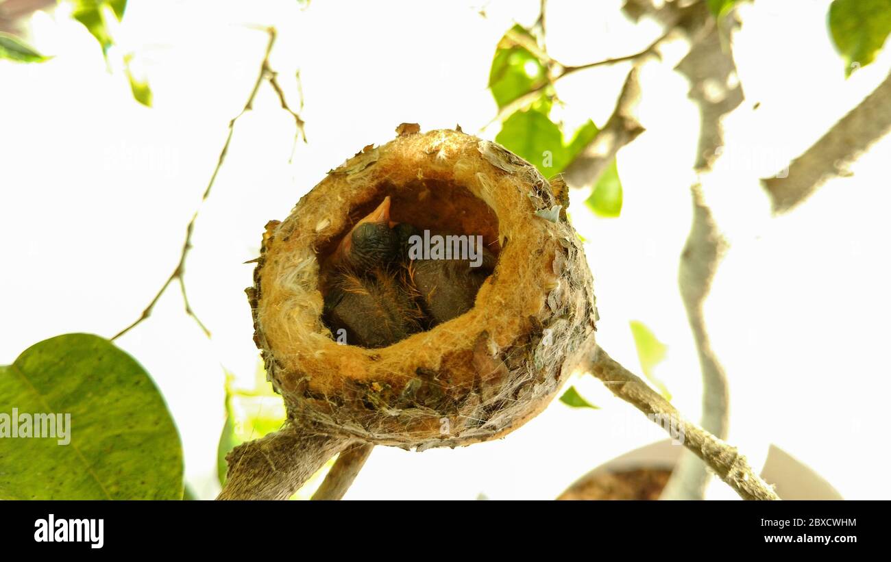newborn ruddy ground dove. This baby bird will put some relax feeling ...