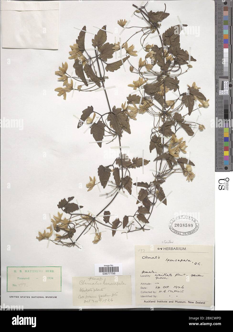 Clematis forsteri JF Gmel Clematis forsteri JF Gmel Stock Photo - Alamy
