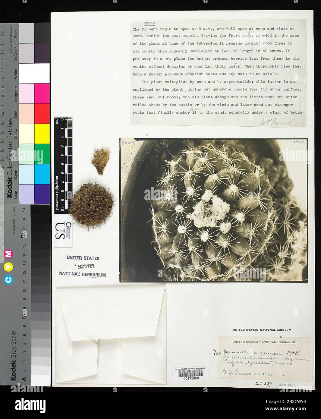 Mammillaria gaumeri Mammillaria gaumeri Stock Photo - Alamy