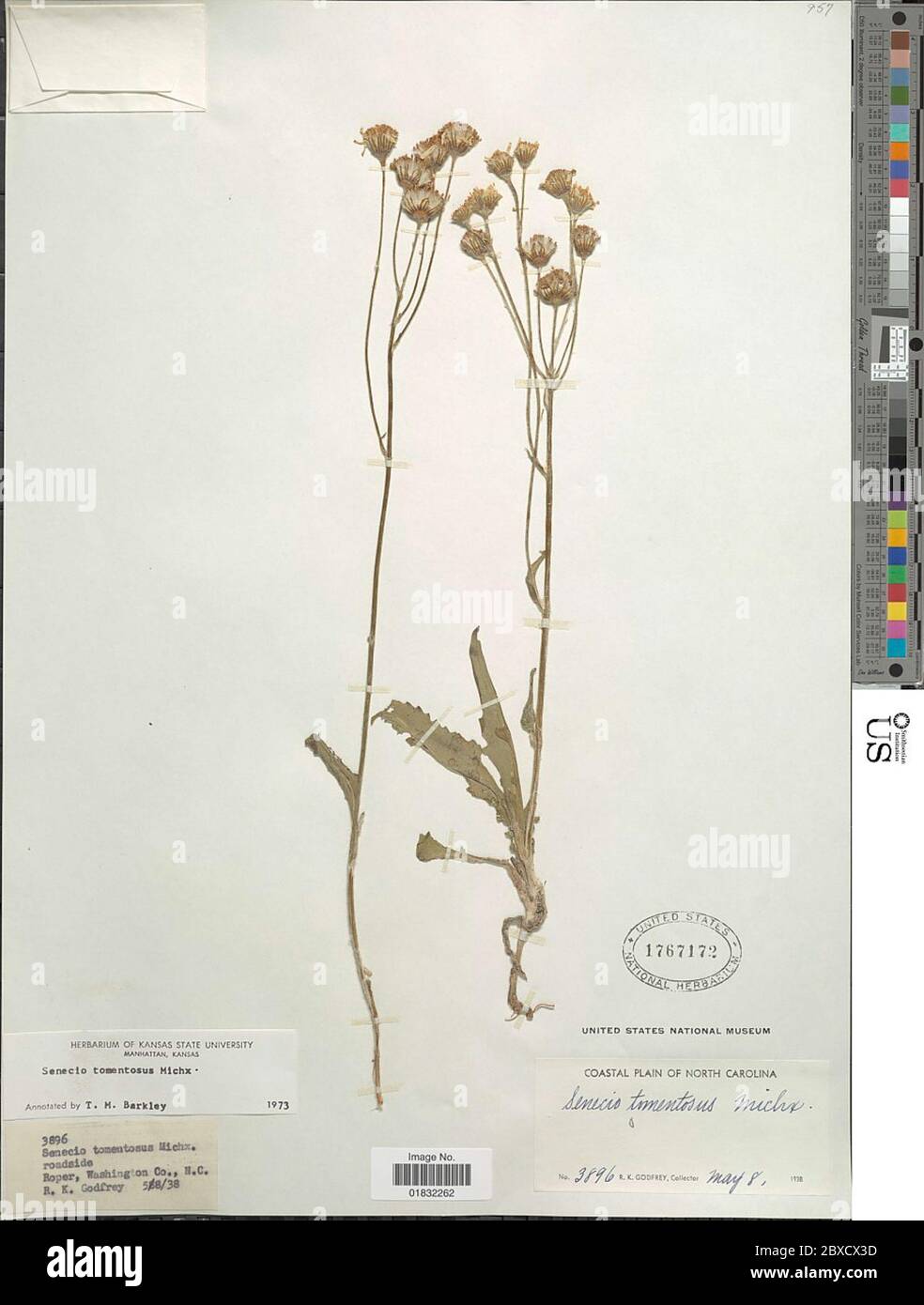 Packera tomentosa Michx C Jeffrey Packera tomentosa Michx C Jeffrey ...