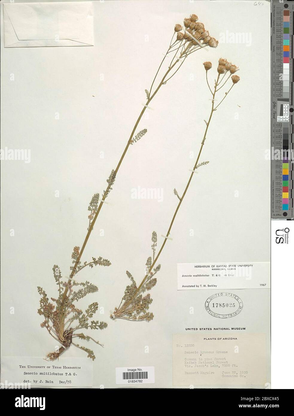 Multicapitatus hi-res stock photography and images - Alamy