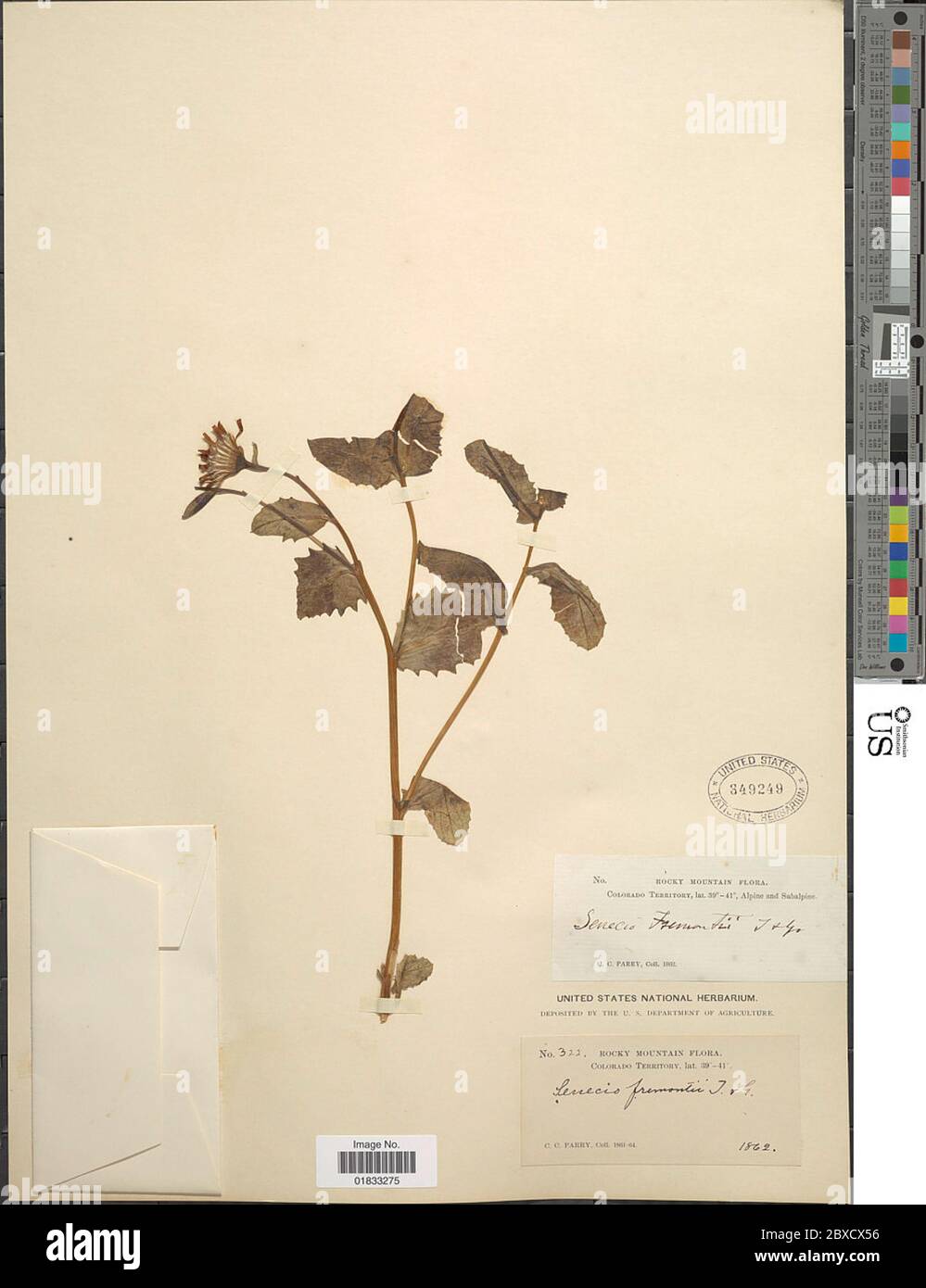 Carthamoides hi-res stock photography and images - Alamy