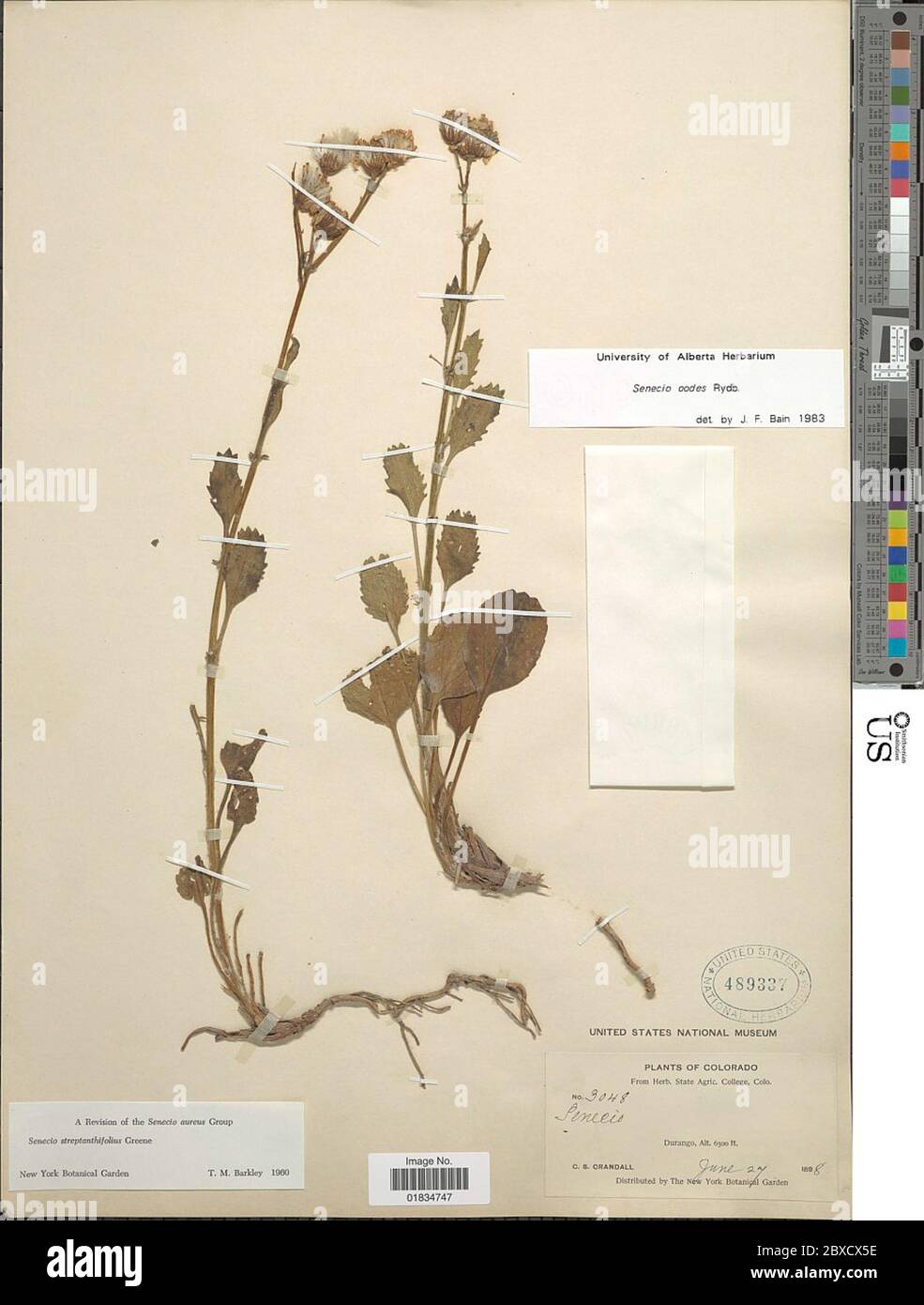 Oodes hi-res stock photography and images - Alamy