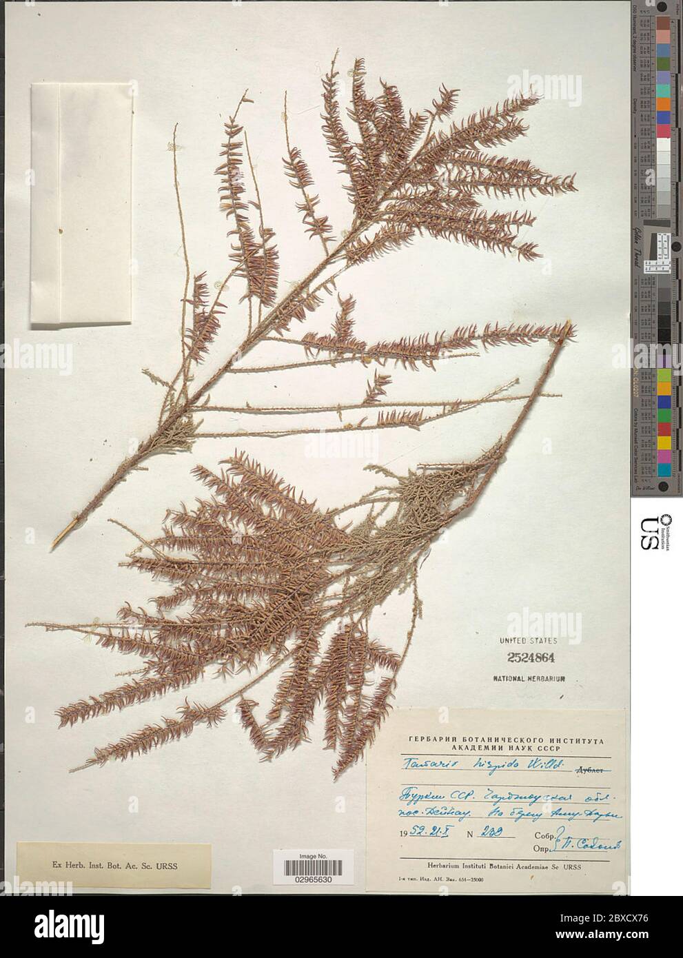 Tamarix hispida Willd Tamarix hispida Willd Stock Photo - Alamy