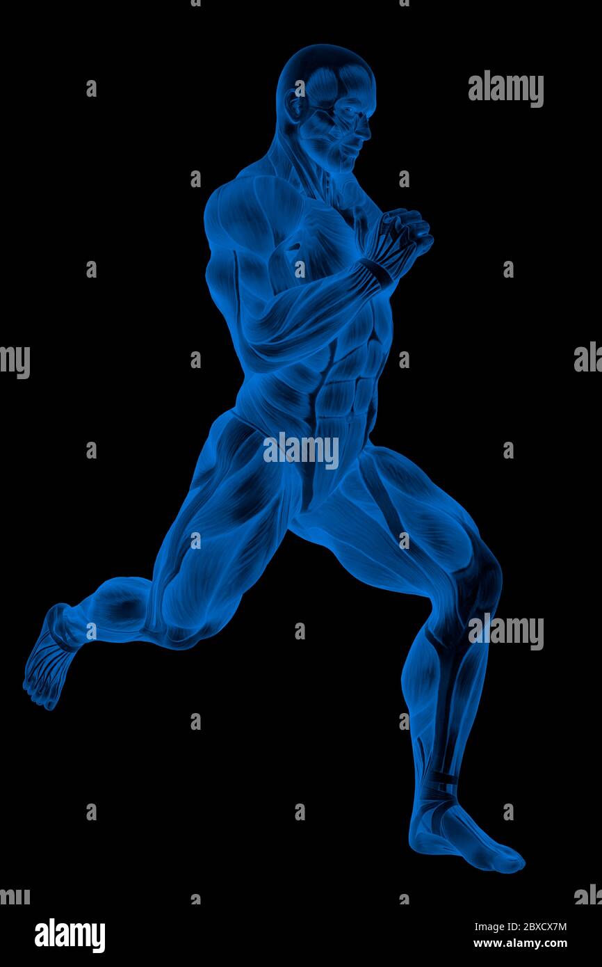 muscle man anatomy in an x ray view will put some creative sensor in ...