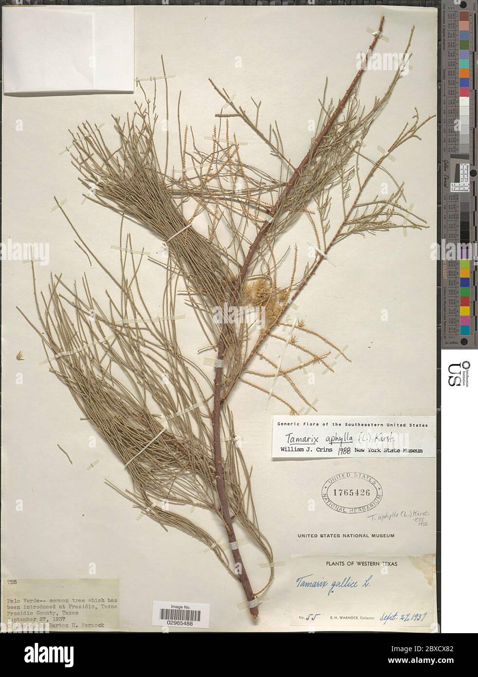 Tamarix Aphylla High Resolution Stock Photography and Images - Alamy