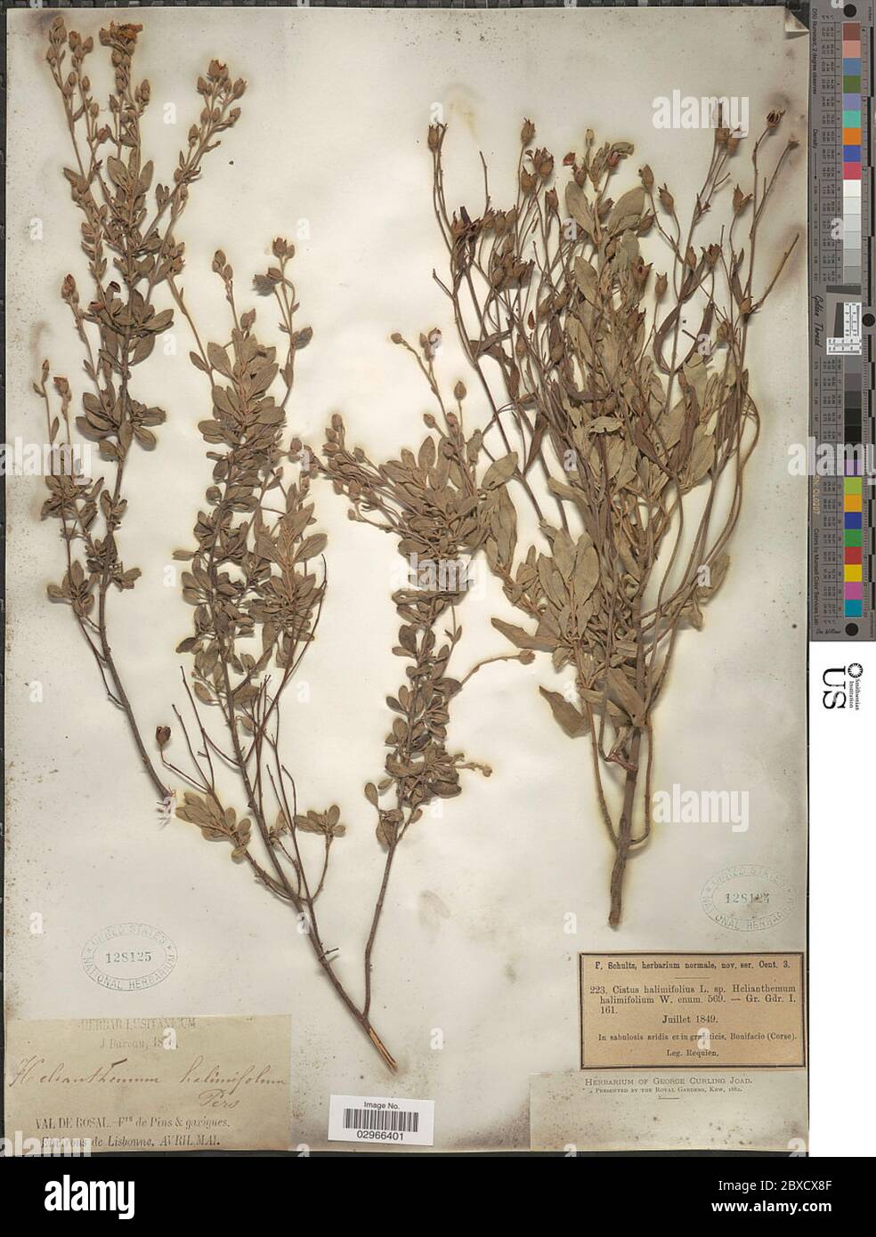 Halimium halimifolium hi-res stock photography and images - Alamy