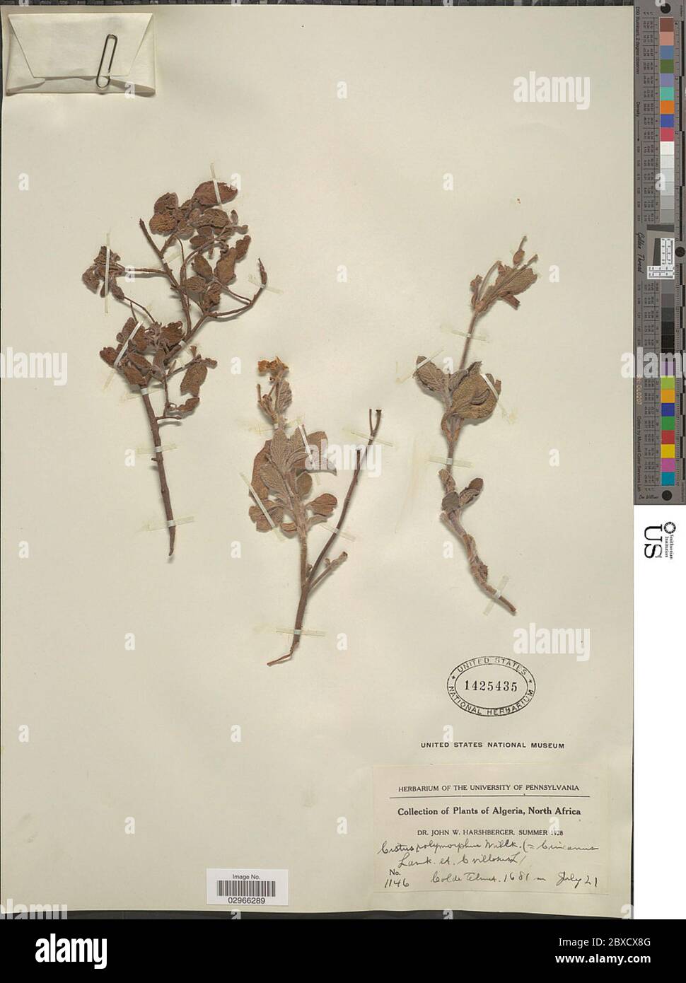 Polymorphus hi-res stock photography and images - Alamy