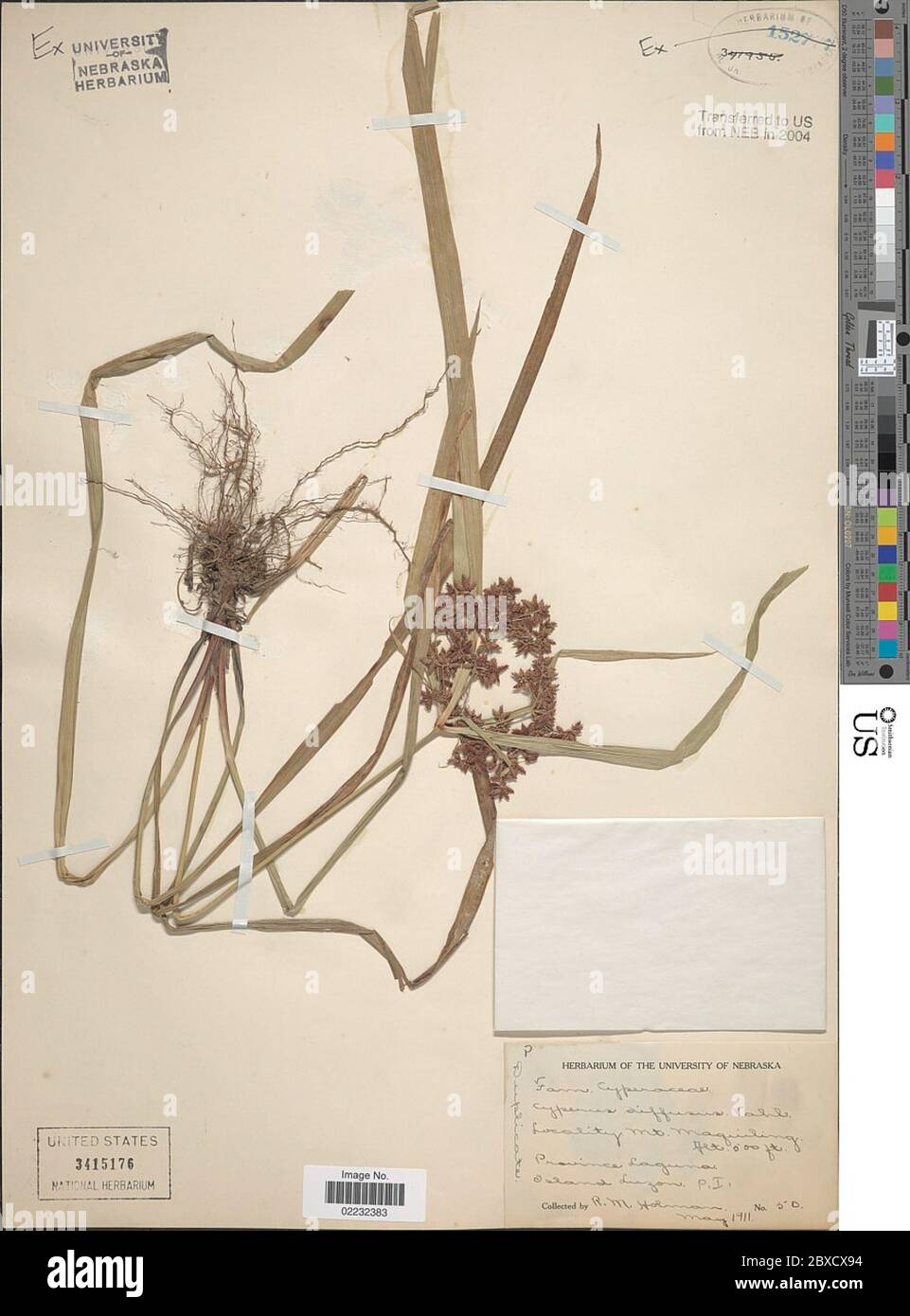 Cyperus diffusus hi-res stock photography and images - Alamy