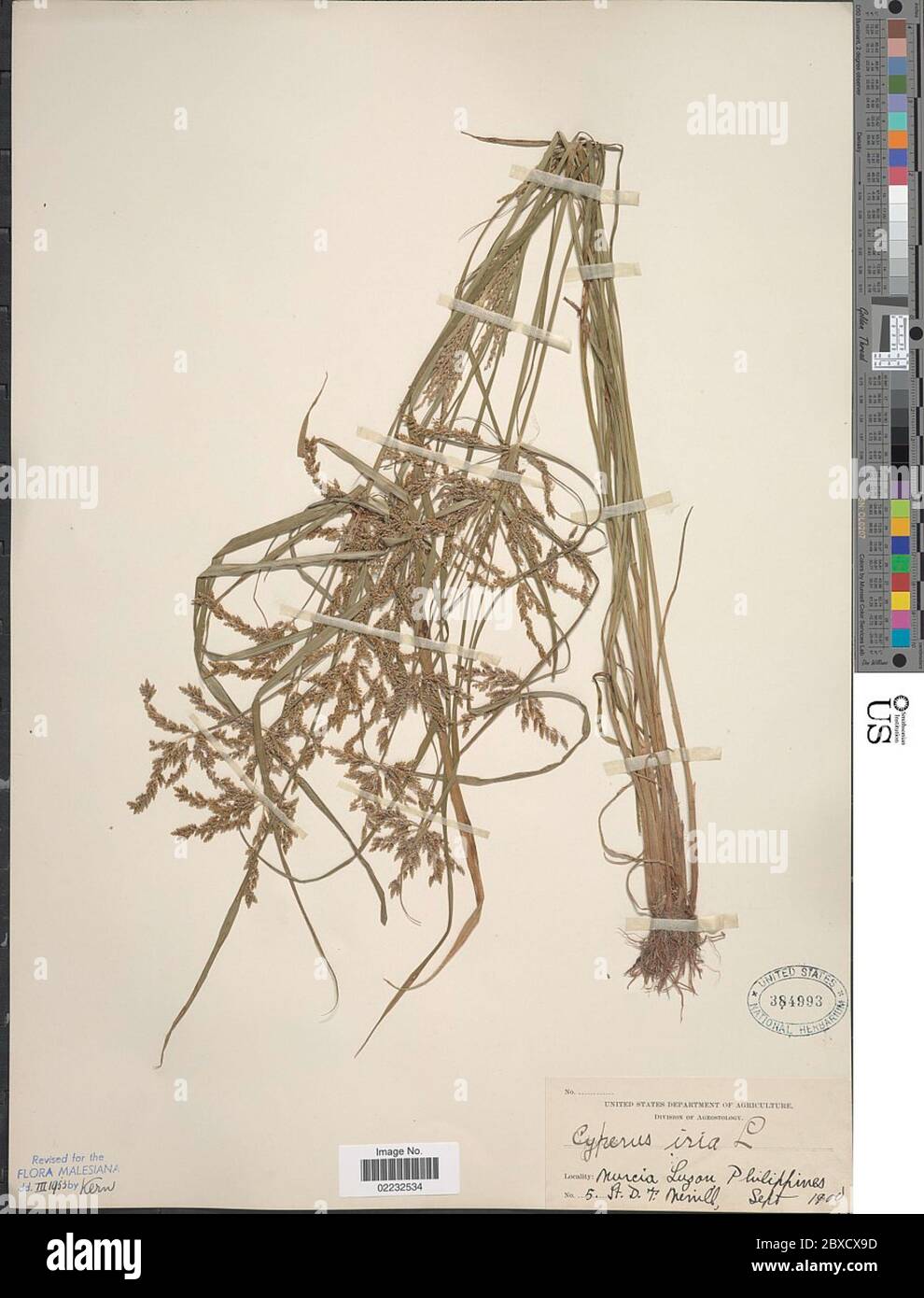 Cyperus iria L Cyperus iria L Stock Photo - Alamy