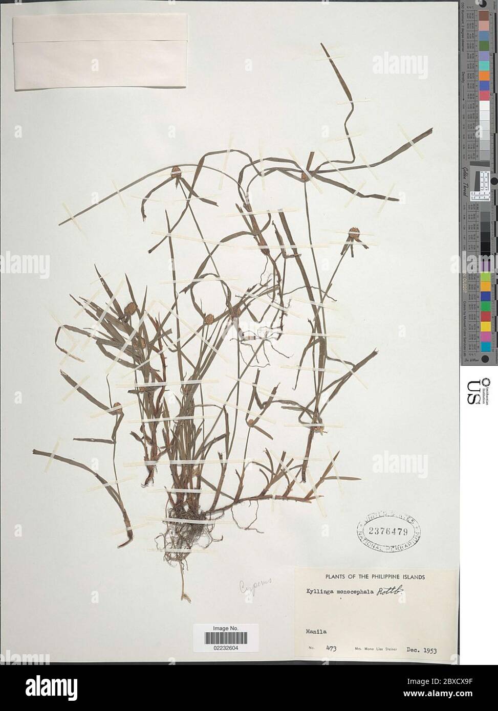 Monocephalus hi-res stock photography and images - Alamy