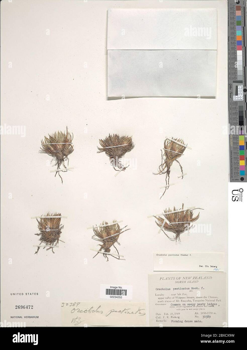 Oreobolus pectinatus Hook f Oreobolus pectinatus Hook f Stock Photo - Alamy