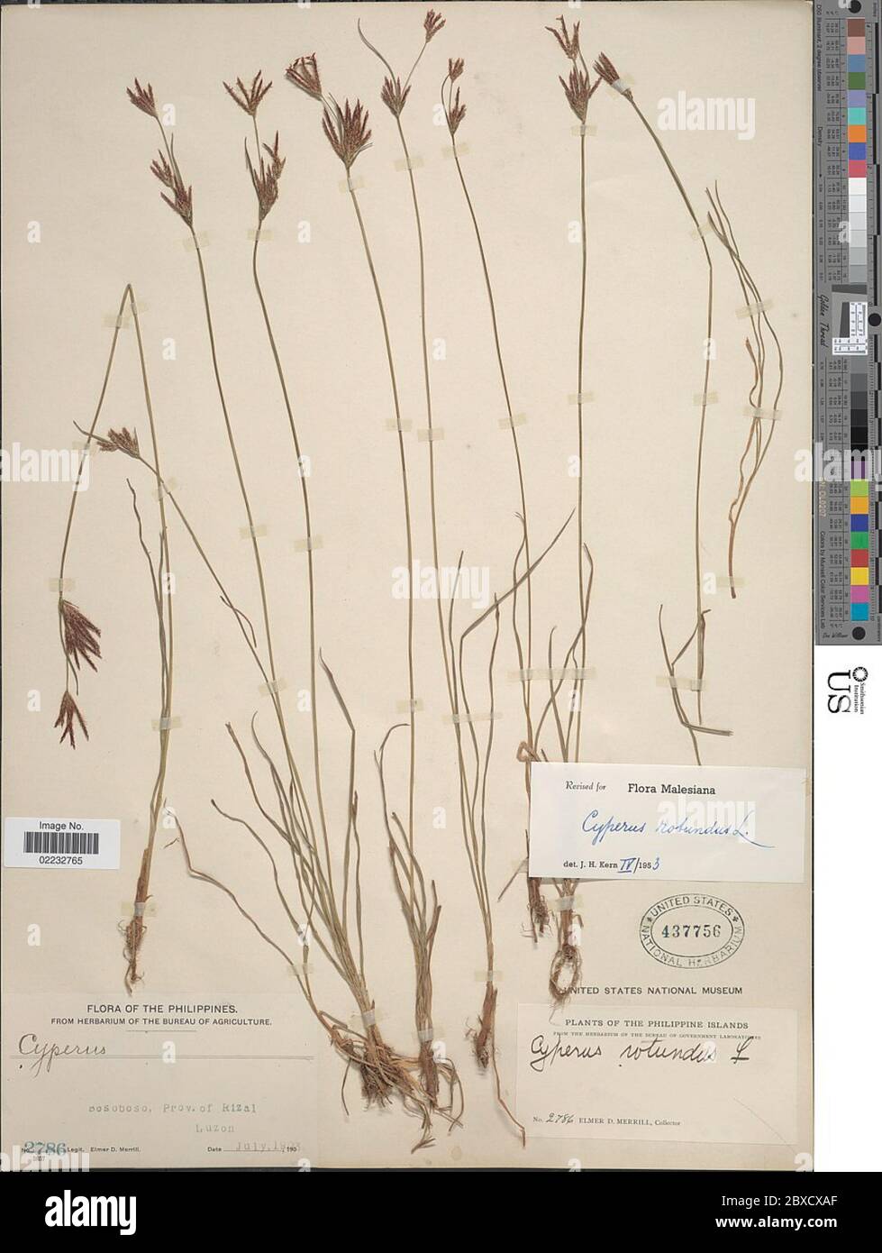 Cyperus rotundus L Cyperus rotundus L Stock Photo - Alamy