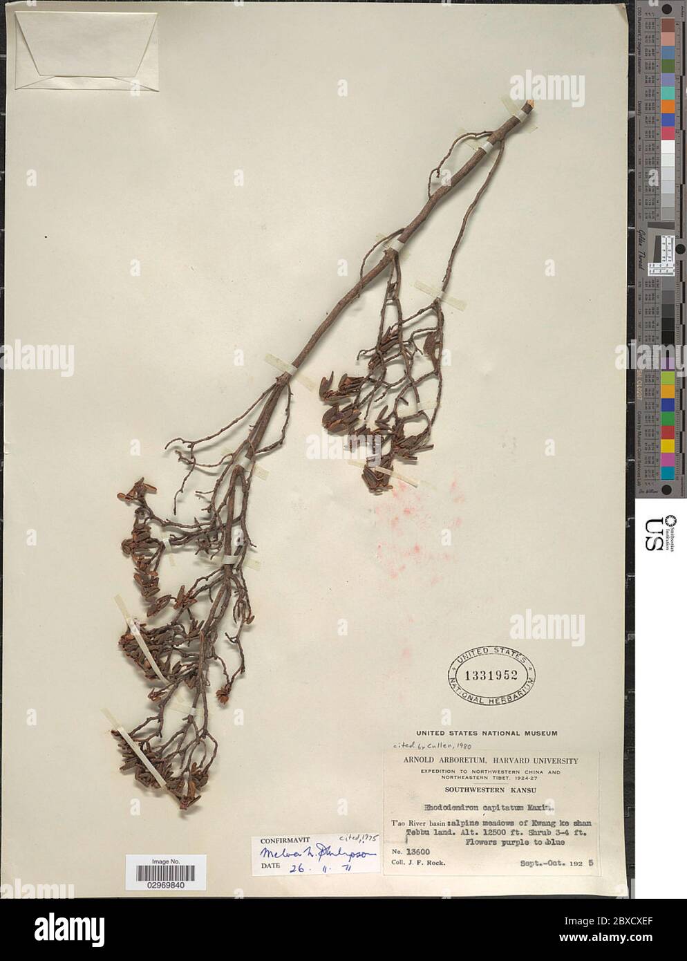 Rhododendron capitatum hi-res stock photography and images - Alamy