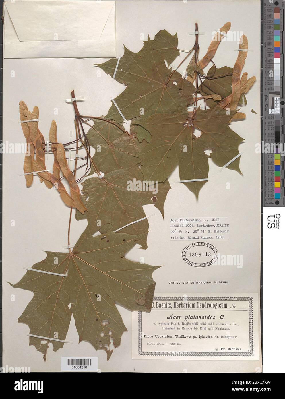 Acer platanoides l hi-res stock photography and images - Alamy