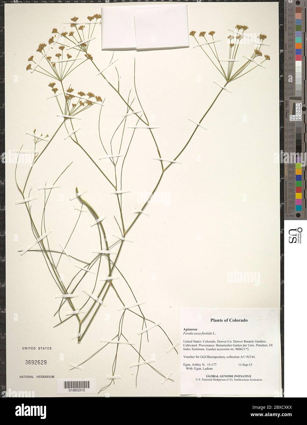 Ferula assafoetida L Ferula assafoetida L Stock Photo - Alamy