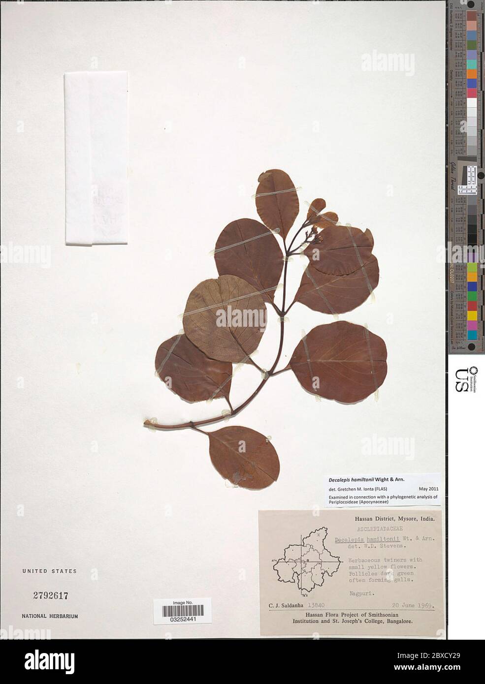 Decalepis hamiltonii Wight Arn Decalepis hamiltonii Wight Arn Stock ...