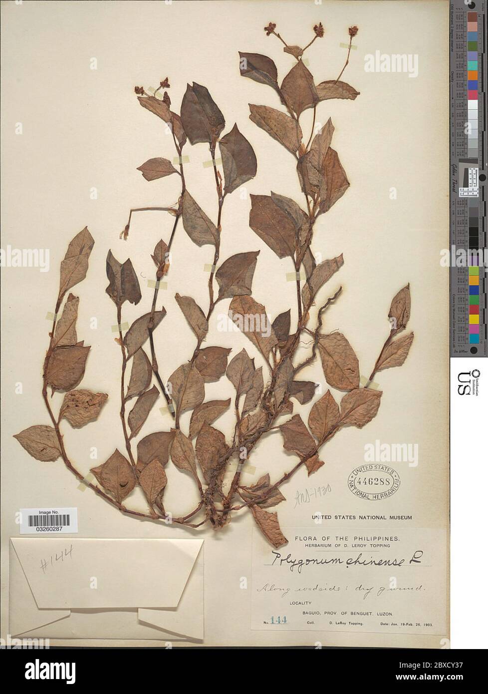 Polygonum chinense L Polygonum chinense L Stock Photo - Alamy