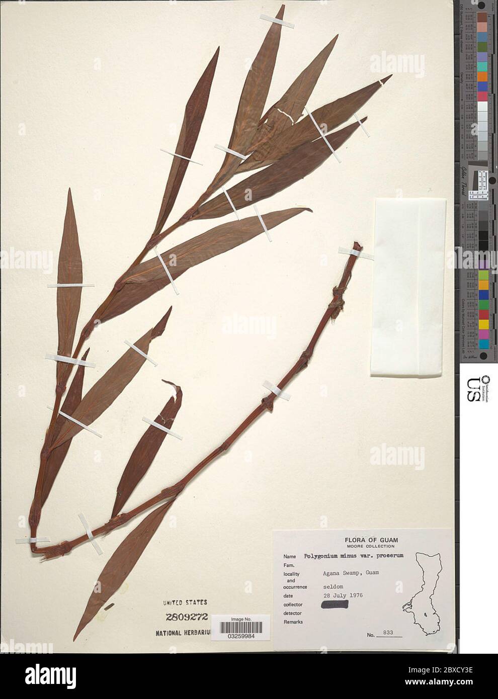 Polygonum minus Huds Polygonum minus Huds Stock Photo - Alamy