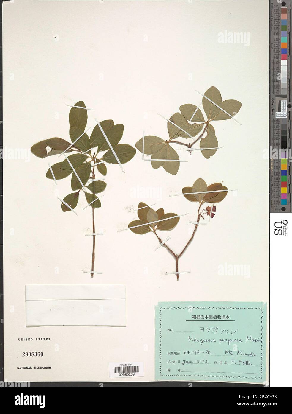 Menziesia hi-res stock photography and images - Alamy