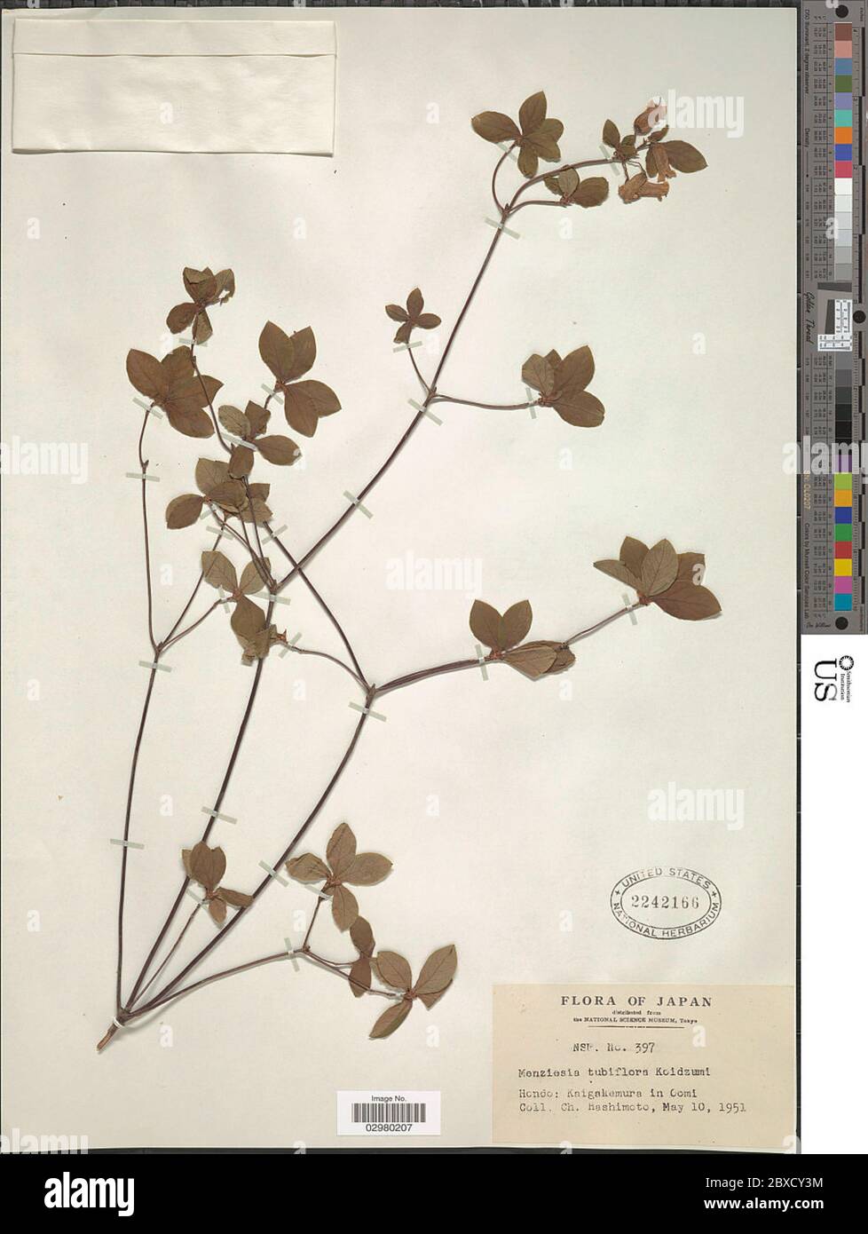 Menziesia tubiflora Koidz Menziesia tubiflora Koidz Stock Photo - Alamy
