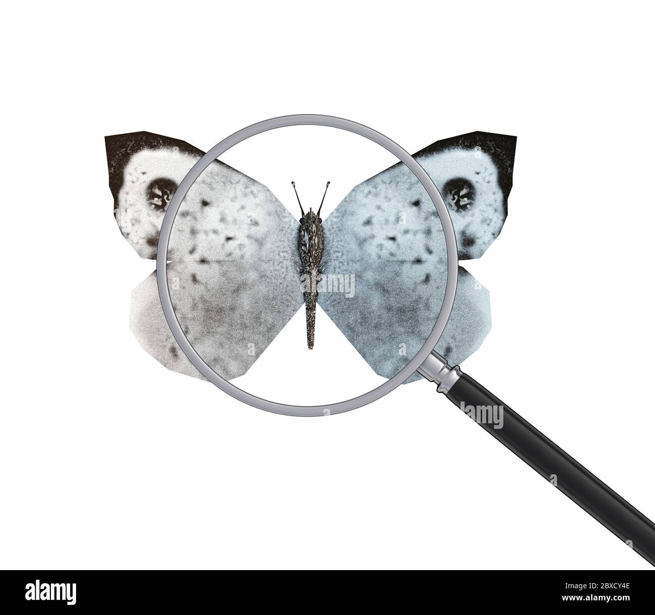 a butterfly under a magnifying glass, 3d render Stock Photo - Alamy