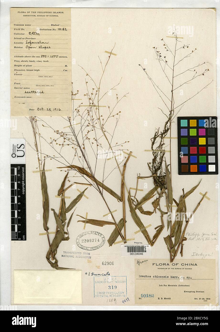 Isachne chinensis Merr Isachne chinensis Merr Stock Photo - Alamy