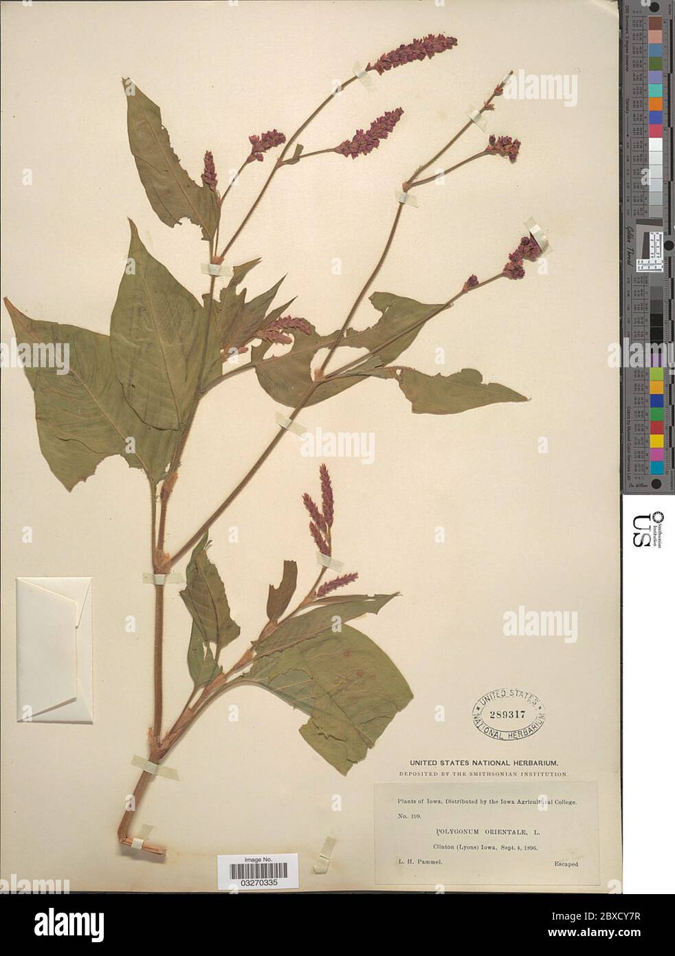 Polygonum orientale L Polygonum orientale L Stock Photo - Alamy